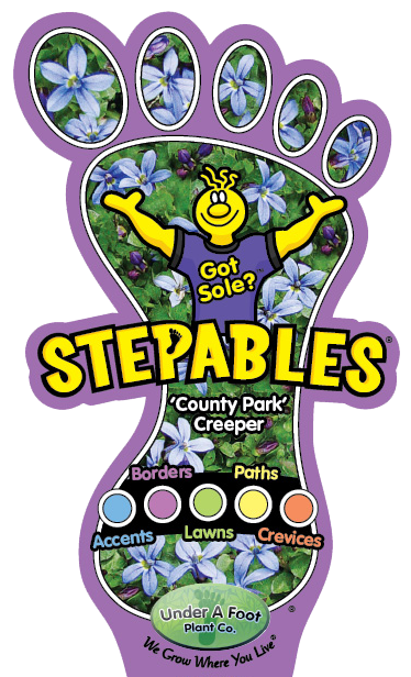 Pratia pedunculata County Park Creeper | Ground Cover Plants | STEPABLES