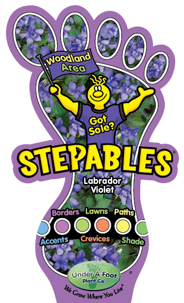 Viola Labrador Violet | Ground Cover Plants | STEPABLES