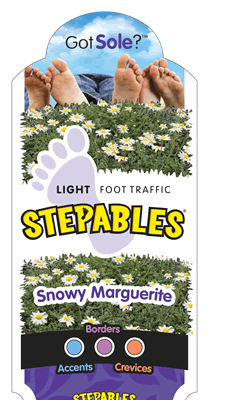Anthemis carpatica Karpatenschnee Snowy Marguerite | Ground Cover ...