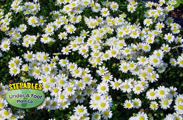 Bellium minutum Miniature Daisy