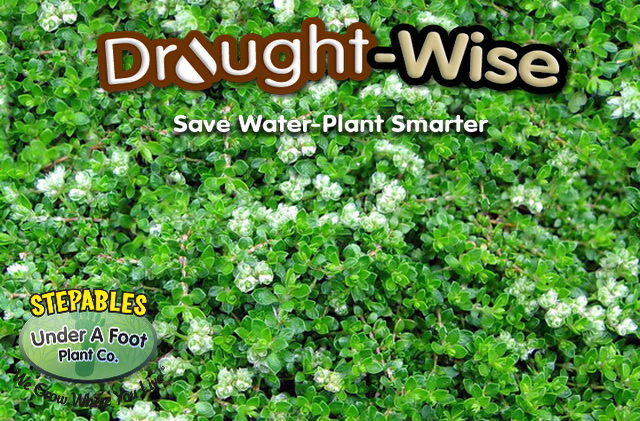 Paronychia kapela Whitlowwort | Ground Cover Plants | STEPABLES