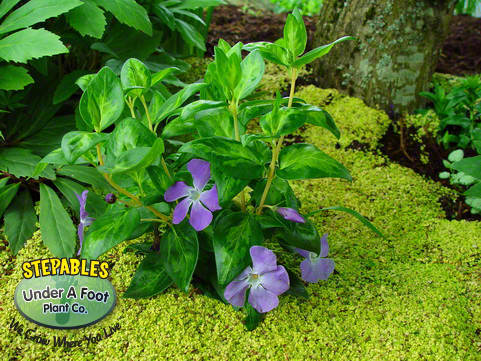 Soleirolia soleirolii Aurea Golden Baby[]s Tears | Ground Cover Plants ...