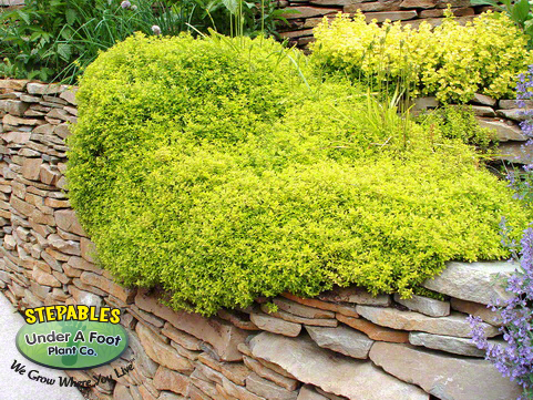 Thymus citriodorus Archer's Gold Thyme | Ground Cover Plants | STEPABLES