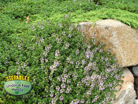 thymus doerfleri doone valley thyme | Ground Cover Plants | STEPABLES