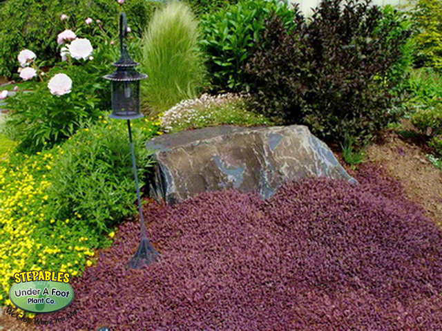 STEPABLES.COM - Plants that tolerate foot traffic