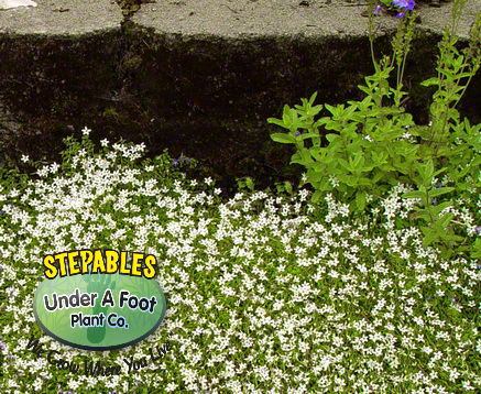 Pratia pendunculata Alba Super Star Creeper | Ground Cover Plants ...