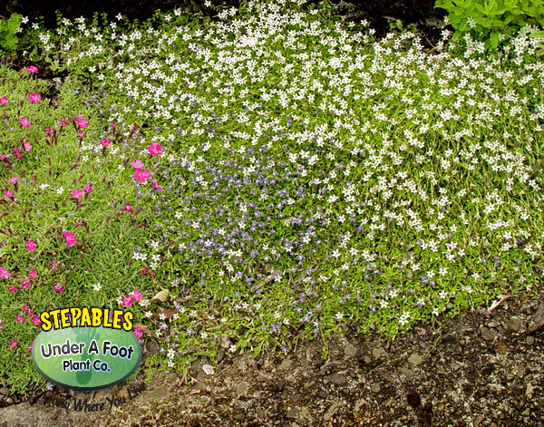 Pratia pendunculata Alba Super Star Creeper | Ground Cover Plants ...