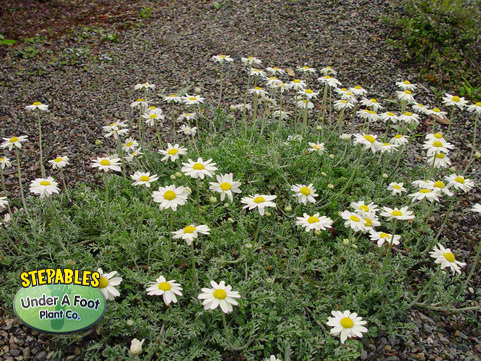 Anthemis carpatica Karpatenschnee Snowy Marguerite | Ground Cover ...