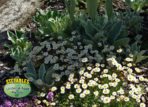 Bellium minutum Miniature Daisy | Ground Cover Plants | STEPABLES