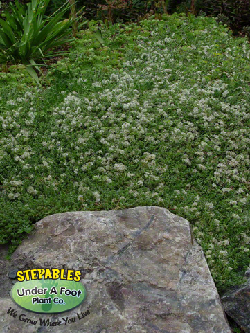 Paronychia kapela Whitlowwort | Ground Cover Plants | STEPABLES