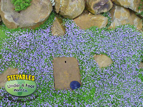 Pratia pedunculata County Park Creeper | Ground Cover Plants | STEPABLES