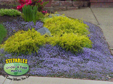 Pratia pedunculata County Park Creeper | Ground Cover Plants | STEPABLES