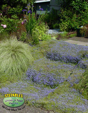 STEPABLES.COM - Plants that tolerate foot traffic