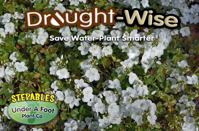 Veronica White Water PPAF | Ground Cover Plants | STEPABLES