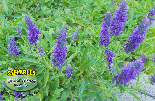 STEPABLES.COM - Plants that tolerate foot traffic
