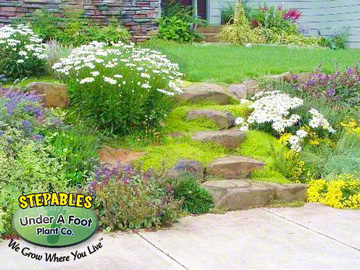 STEPABLE Pathways Courtyards Patios Stairs Plants | Ground Cover Plants ...